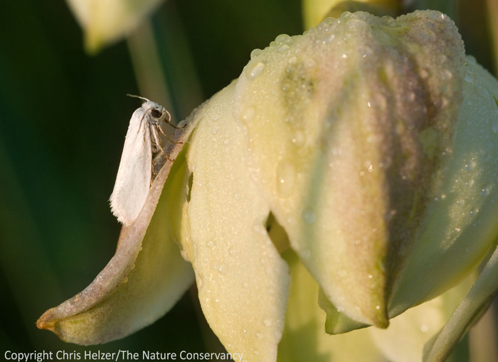 The Yucca and its Moth | The Prairie Ecologist