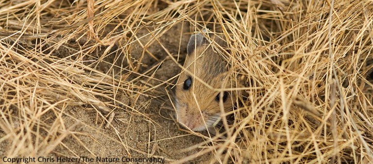 Cascading Impacts from Prairie Management – Fire, Cows, Mice, and ...