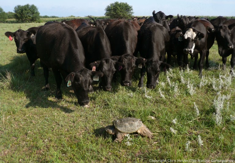 An Unexpected Traveler | The Prairie Ecologist