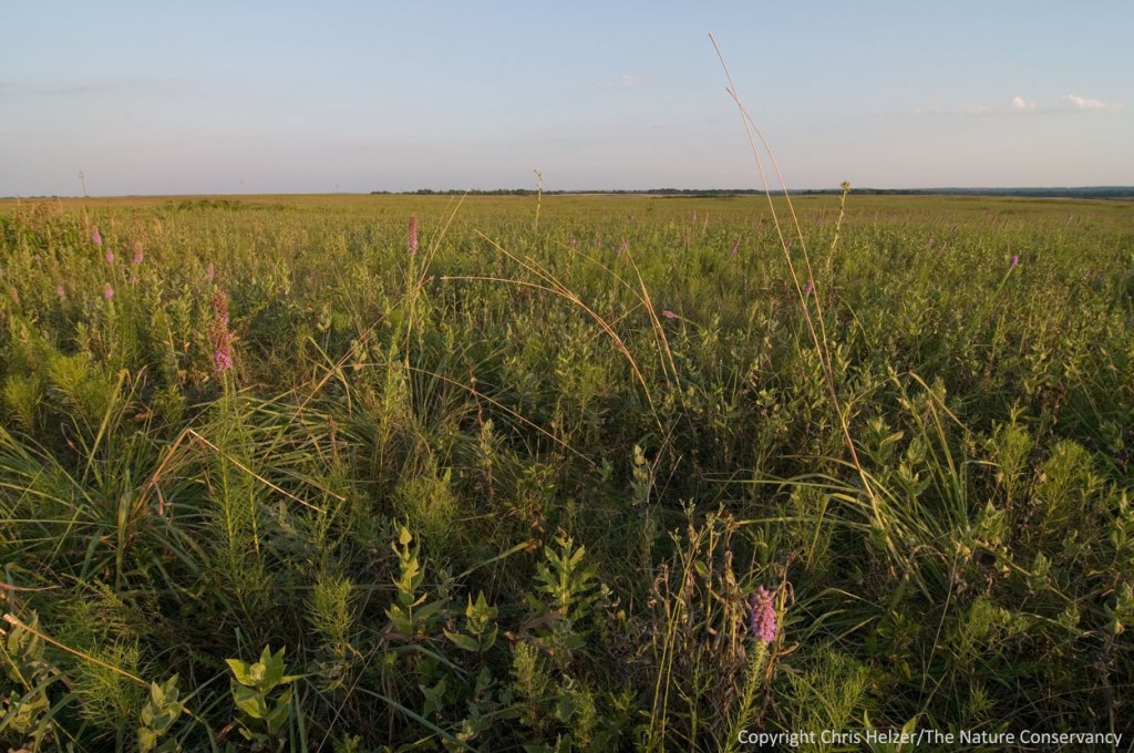 Patch-Burn Grazing in Missouri Prairies | The Prairie Ecologist