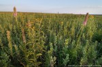 Patch-Burn Grazing in Missouri Prairies | The Prairie Ecologist