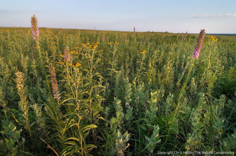 Patch-Burn Grazing in Missouri Prairies | The Prairie Ecologist
