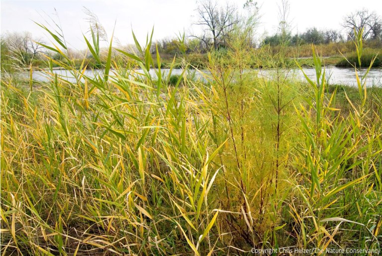 Purist or Pragmatist? Identifying and Addressing Non-Native vs ...