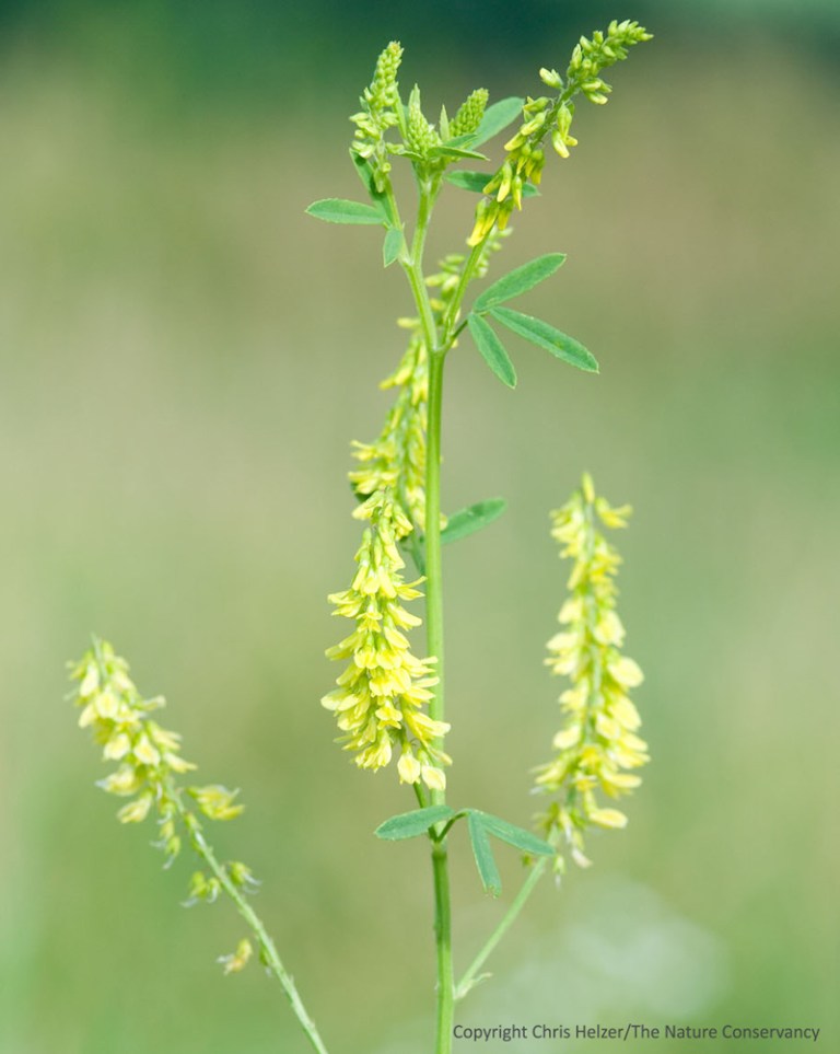 Sweet Clover: Ugly but Harmless? Or Dangerous Invasive Species? | The ...