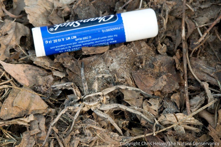 How to Photograph a Wolf Spider in a Wheelbarrow | The Prairie Ecologist