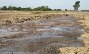 What Do I Do With This Sludge? A Wetland Restoration Report and Plea ...