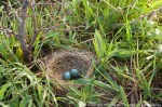Ground Nesting Robins? | The Prairie Ecologist