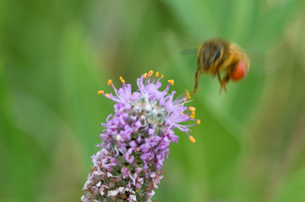 HOLD STILL!! Photographing Bees for Fun and Frustration | The Prairie ...