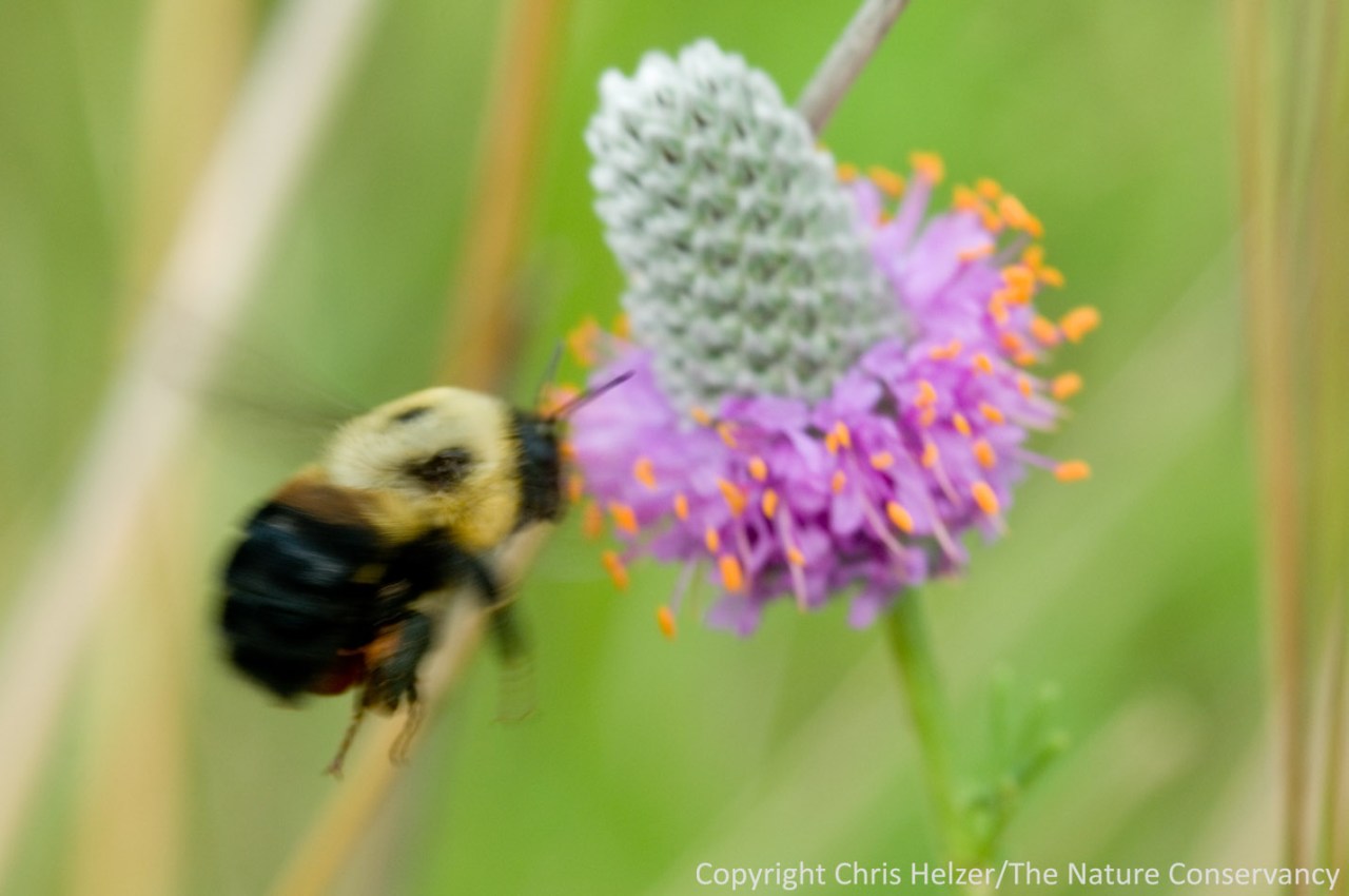 HOLD STILL!! Photographing Bees for Fun and Frustration | The Prairie ...