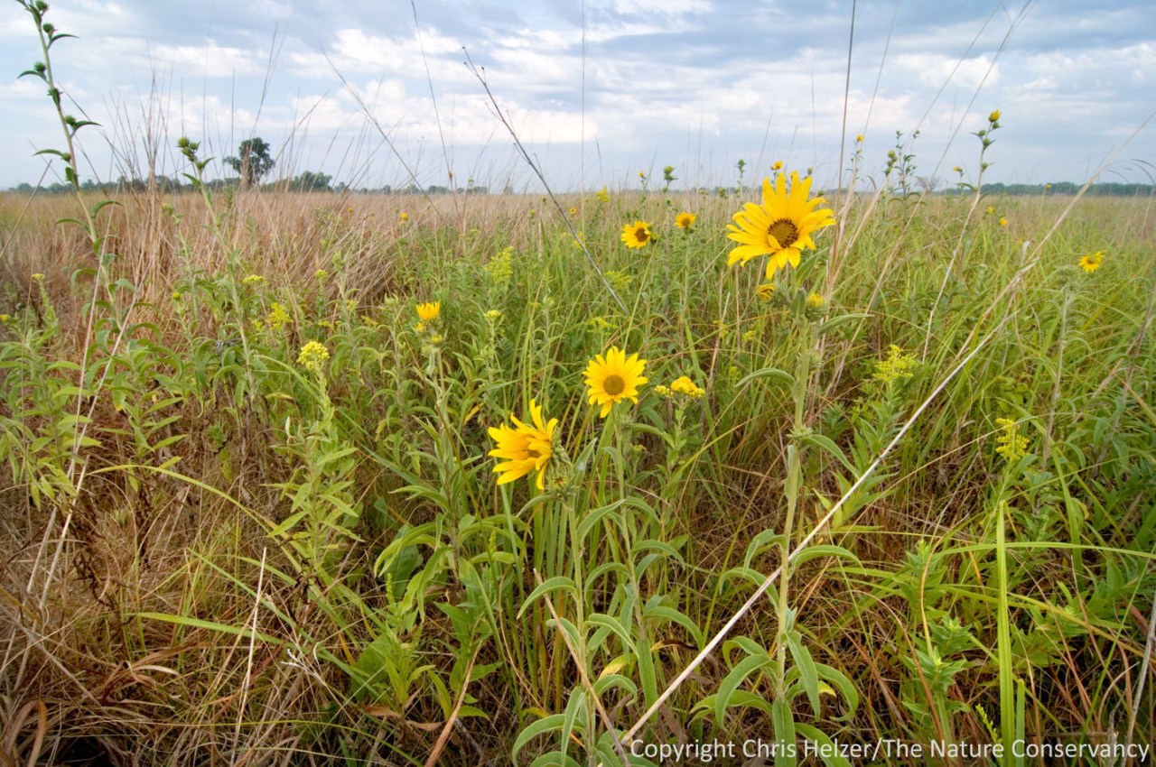 The Great Drought (Again) | The Prairie Ecologist