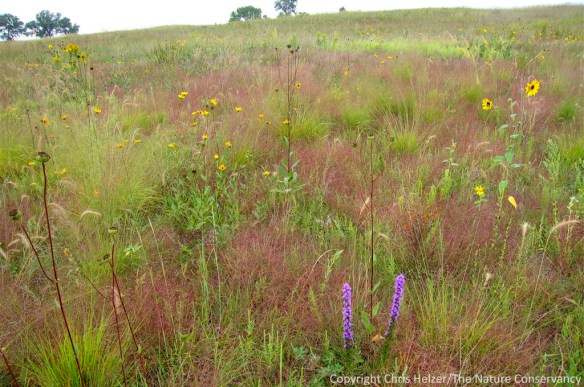 Introducing the Platte River Sandhill Prairie | The Prairie Ecologist