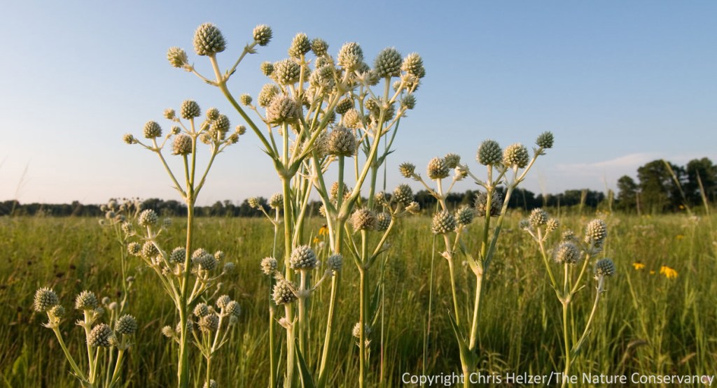 The Right Metaphor for Prairie Restoration | The Prairie Ecologist