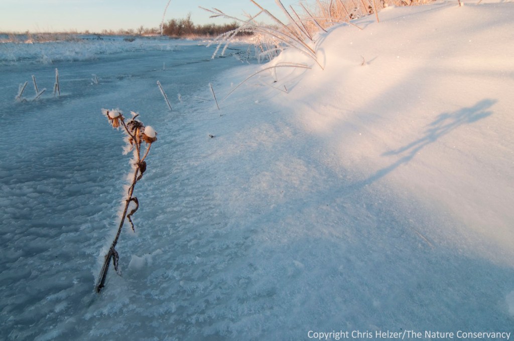 Frosty Morning Walk | The Prairie Ecologist