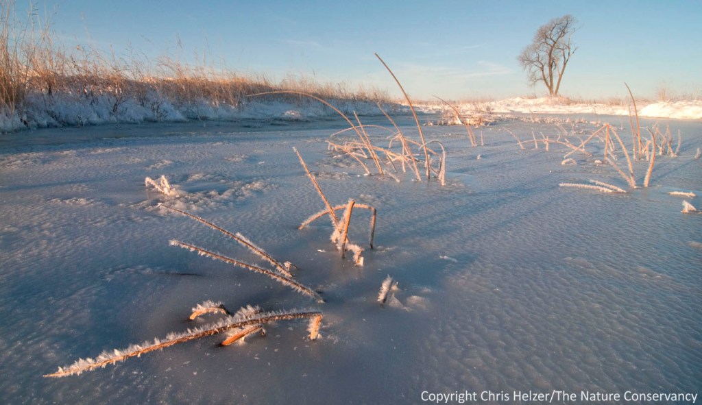 Frosty Morning Walk | The Prairie Ecologist