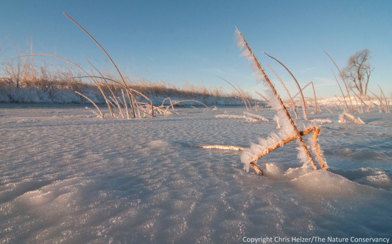 Frosty Morning Walk | The Prairie Ecologist