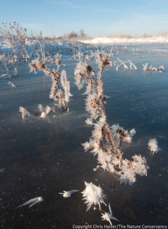Frosty Morning Walk | The Prairie Ecologist