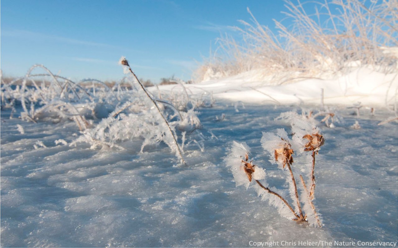 Frosty Morning Walk | The Prairie Ecologist
