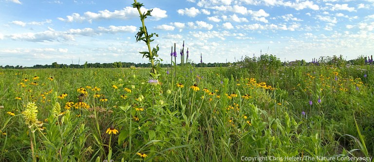 Lessons From a Project to Improve Prairie Quality – Part 1: Patch-Burn ...