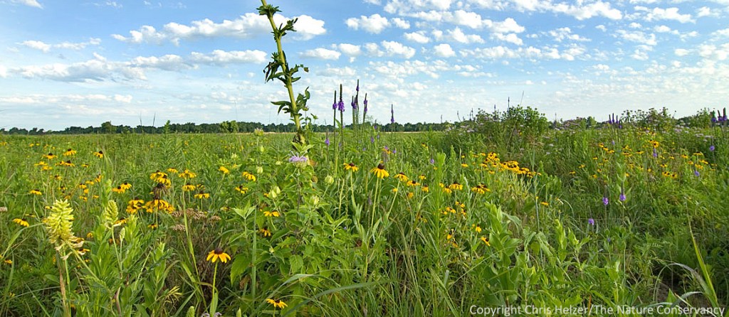 Lessons From a Project to Improve Prairie Quality – Part 1: Patch-Burn ...