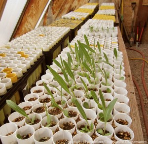 Lessons From a Project to Improve Prairie Quality – Part 2: Overseeding ...