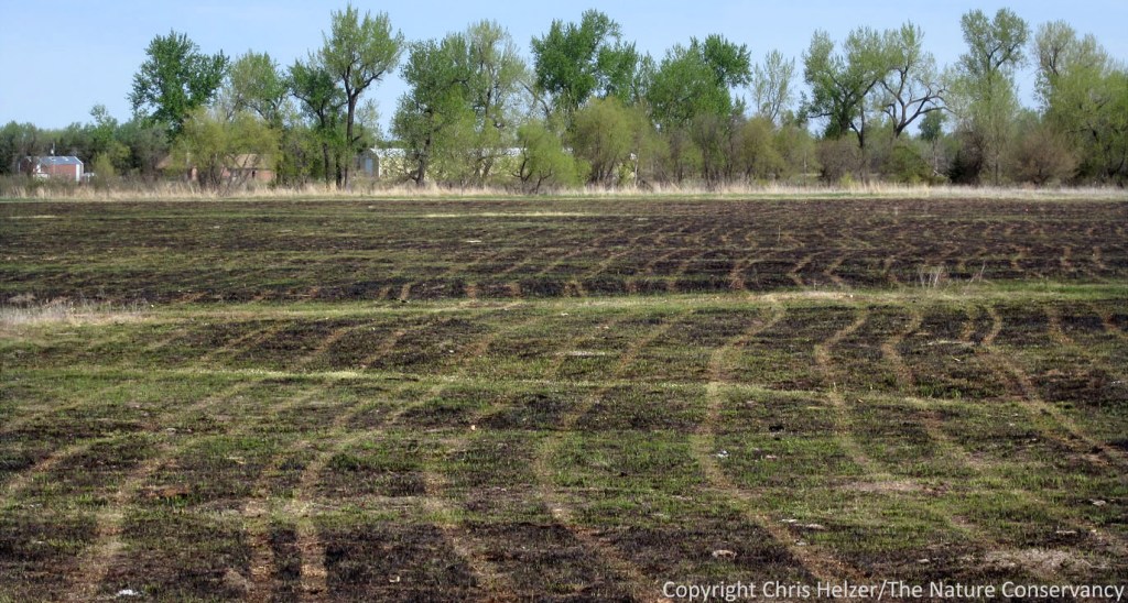 Lessons From a Project to Improve Prairie Quality – Part 2: Overseeding ...