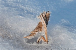 Photo of the Week – January 10, 2013 | The Prairie Ecologist