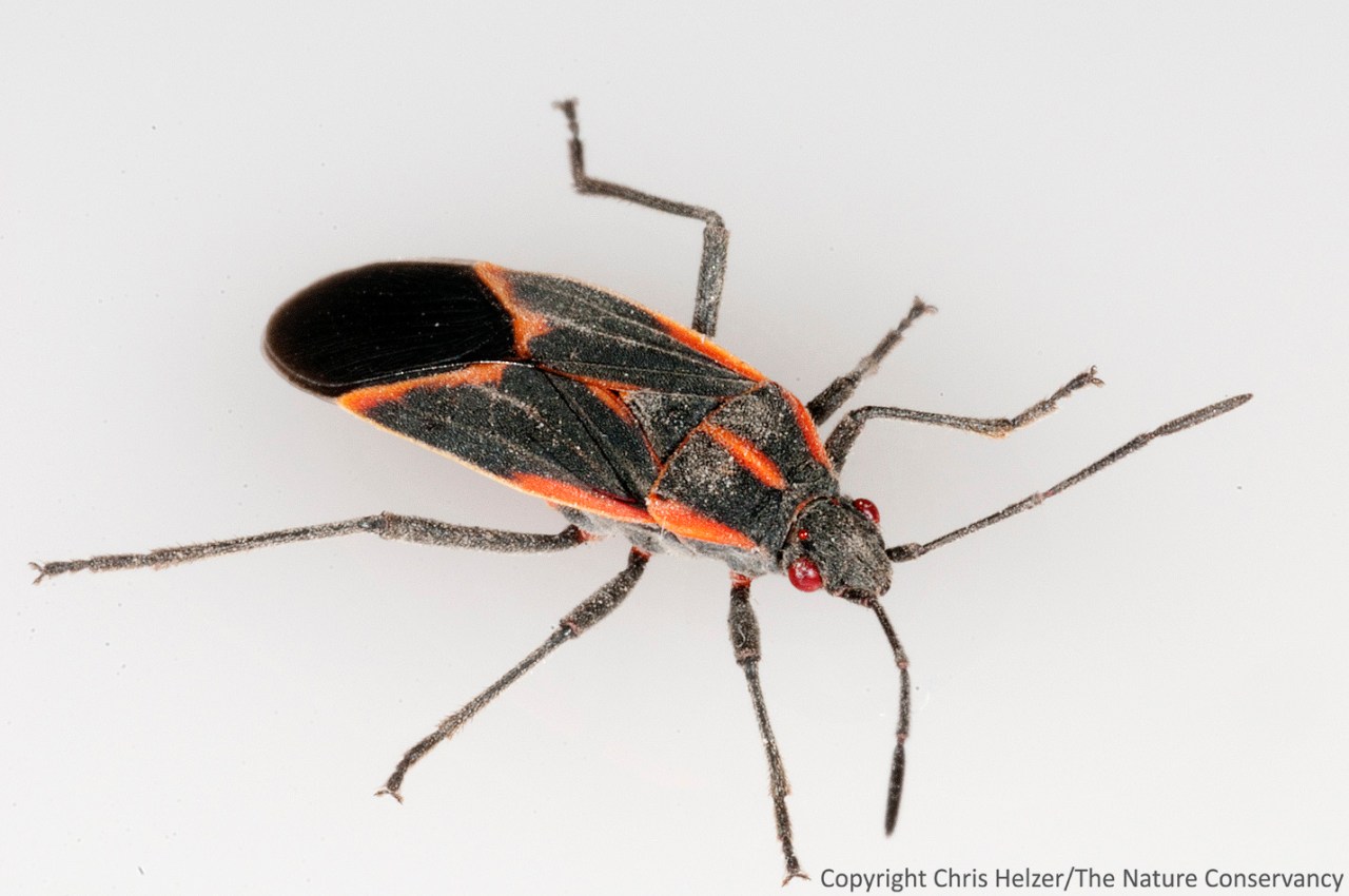 Thank Goodness For Boxelder Bugs | The Prairie Ecologist