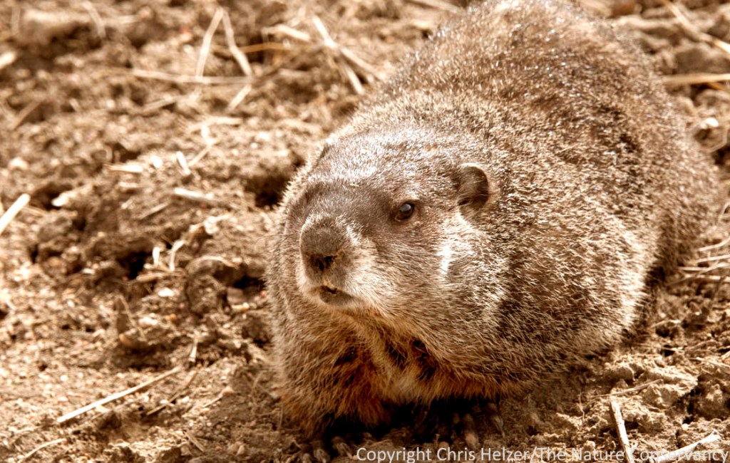 Why A Warming Climate Is Making This Spring So Cold (… and Last Spring ...