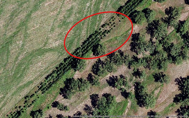 The Mystery of the Dying Cedar Trees | The Prairie Ecologist
