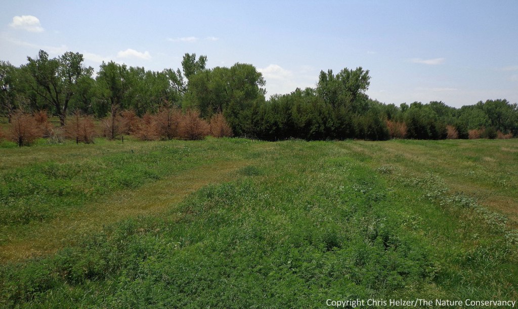 The Mystery of the Dying Cedar Trees | The Prairie Ecologist