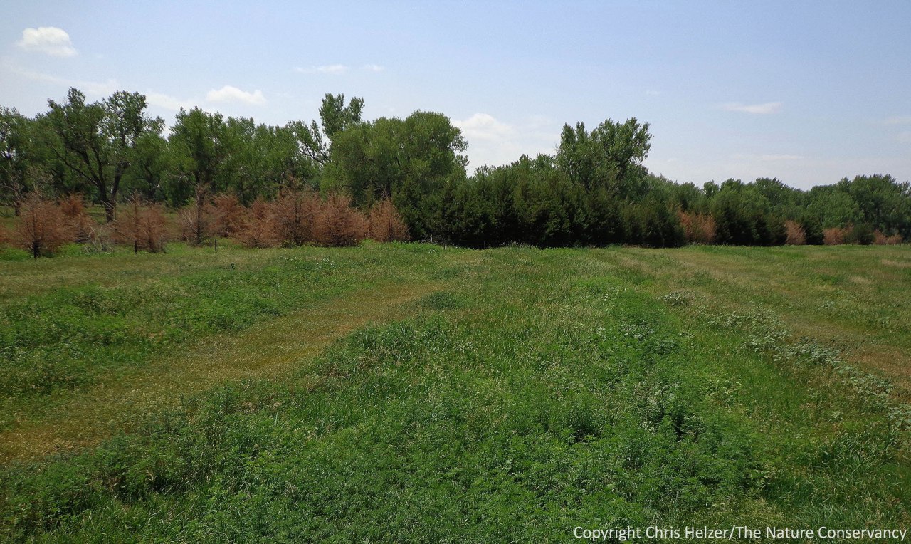 The Mystery of the Dying Cedar Trees | The Prairie Ecologist