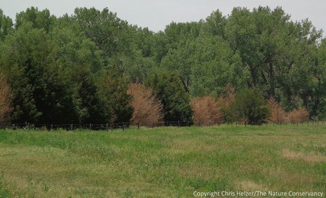 The Mystery of the Dying Cedar Trees | The Prairie Ecologist