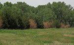 The Mystery of the Dying Cedar Trees | The Prairie Ecologist