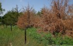 The Mystery of the Dying Cedar Trees | The Prairie Ecologist