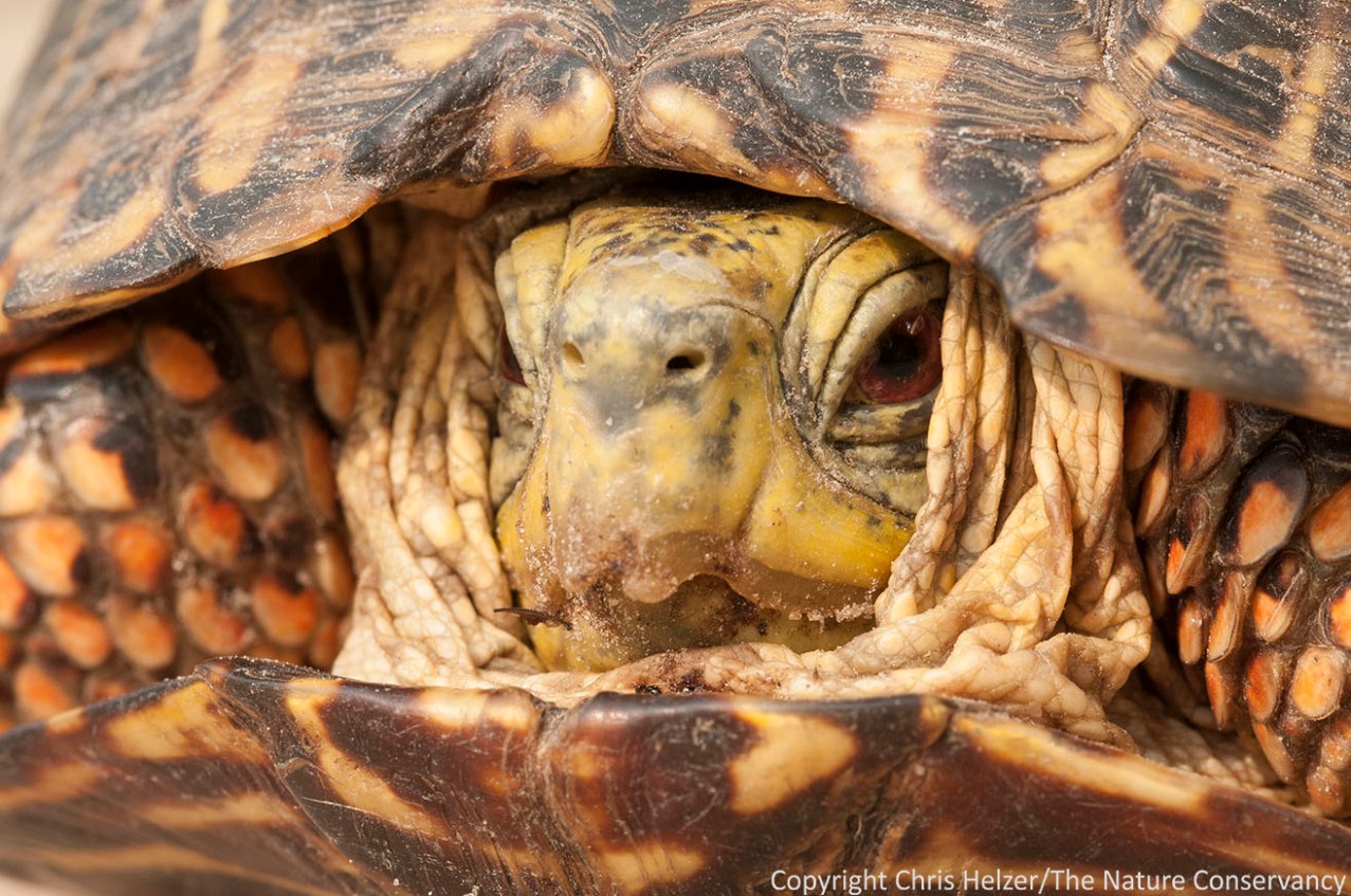 Photo of the Week – August 15, 2013 | The Prairie Ecologist