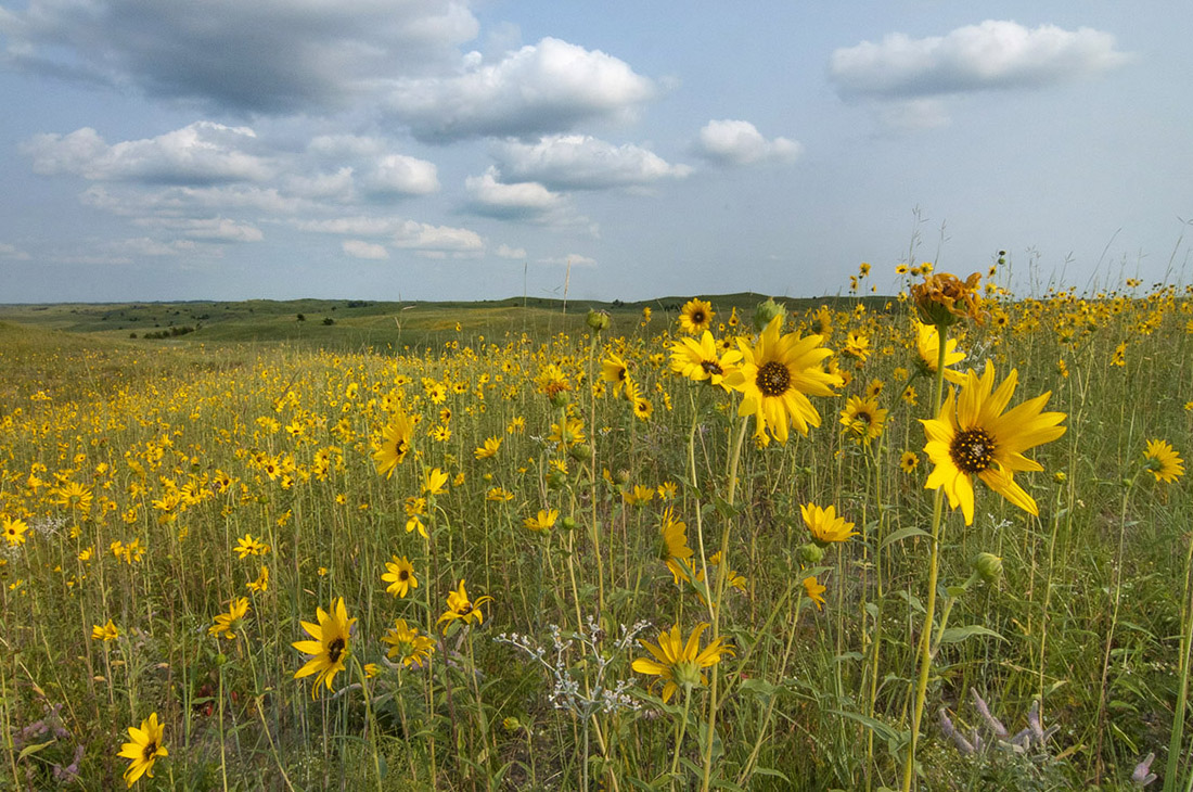 Best of Prairie Ecologist Photos – 2013 | The Prairie Ecologist