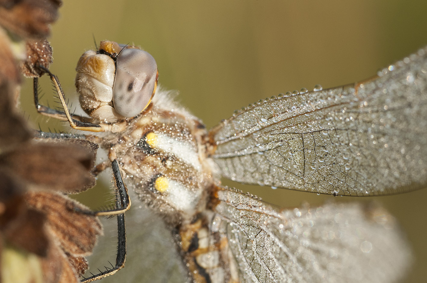Best of Prairie Ecologist Photos – 2013 | The Prairie Ecologist