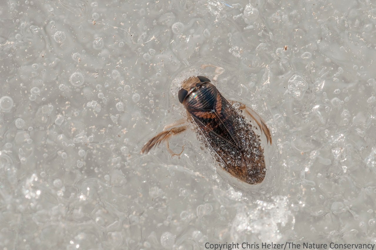 Frozen Bugs (and Beetles) | The Prairie Ecologist