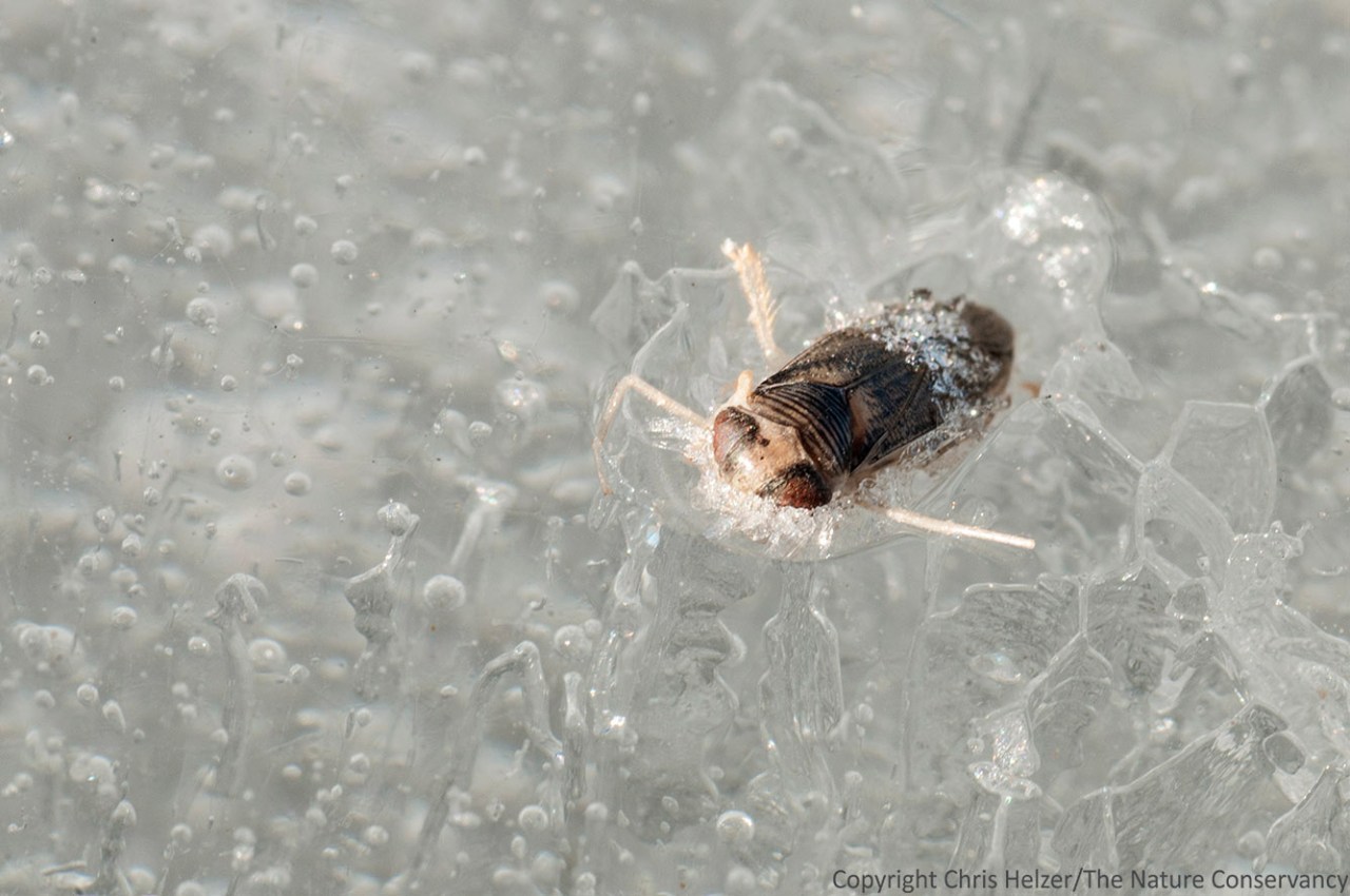 Frozen Bugs (and Beetles) | The Prairie Ecologist