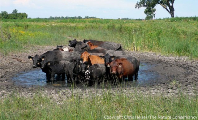 Bison Good, Cattle Bad?? | The Prairie Ecologist