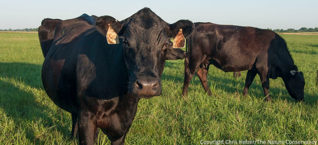 Bison Good, Cattle Bad?? | The Prairie Ecologist