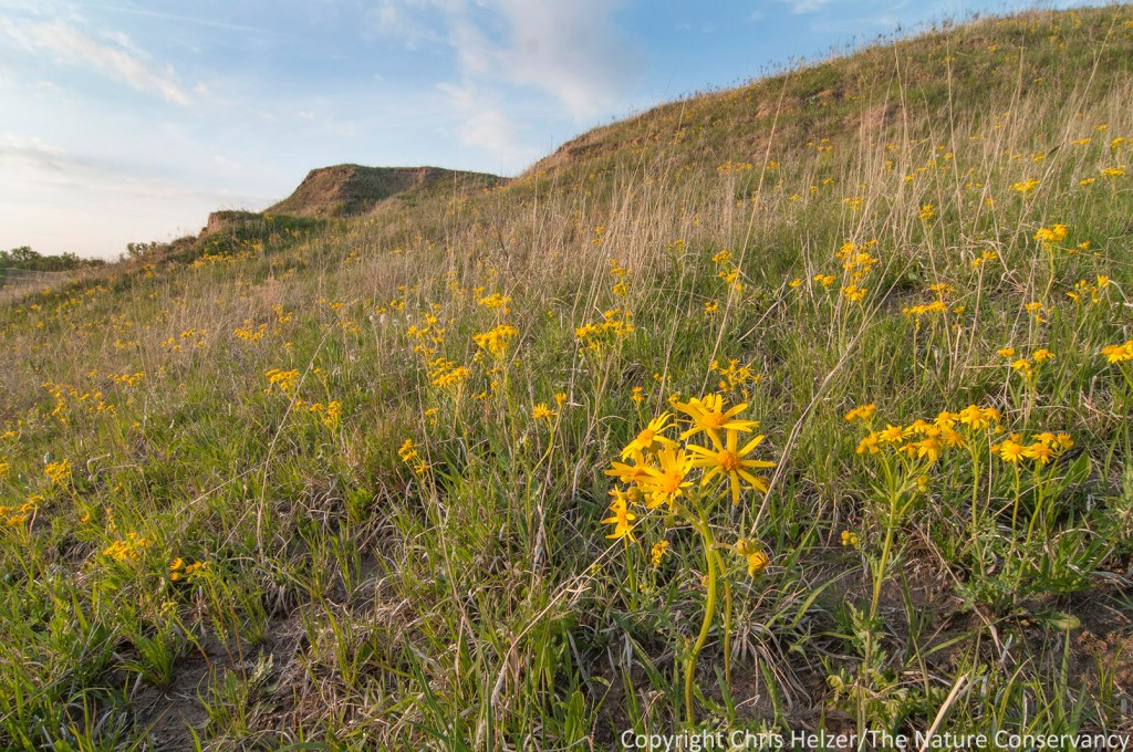 Photo of the Week – May 22, 2014 | The Prairie Ecologist