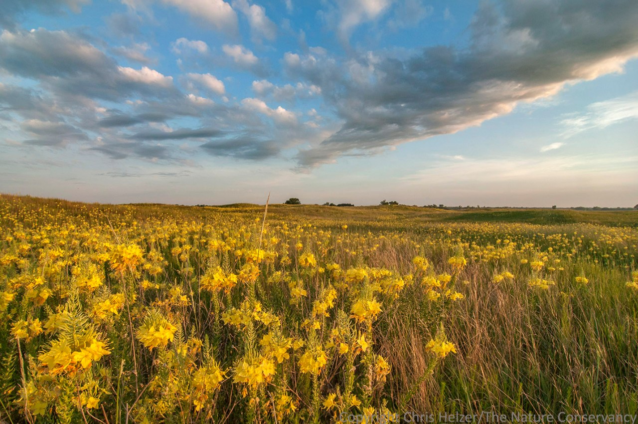 Photo of the Week – July 24, 2014 | The Prairie Ecologist