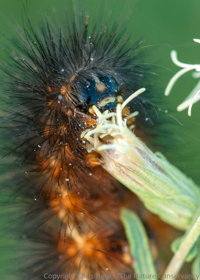 Photo of the Week – August 28, 2014 | The Prairie Ecologist