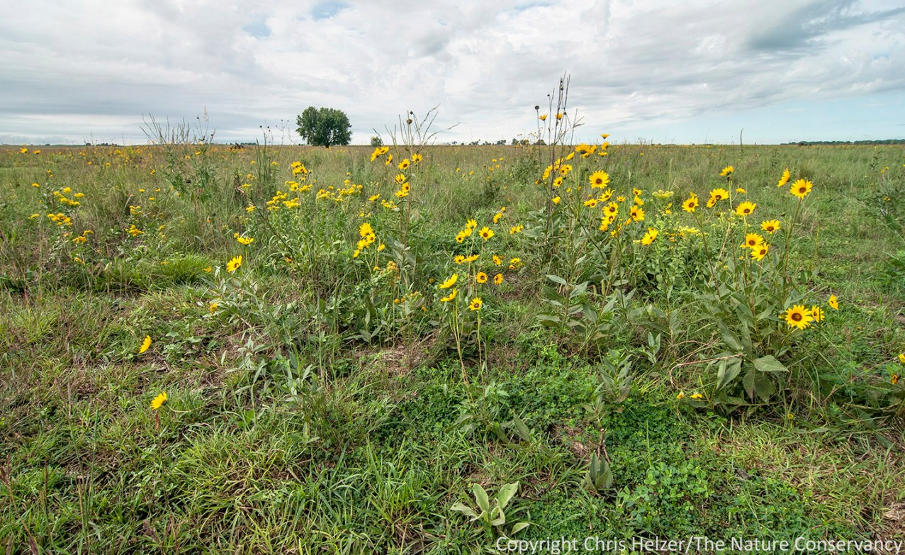 Konza Prairie Trip Part 3 – Questions About Frequent Prairie Burning ...