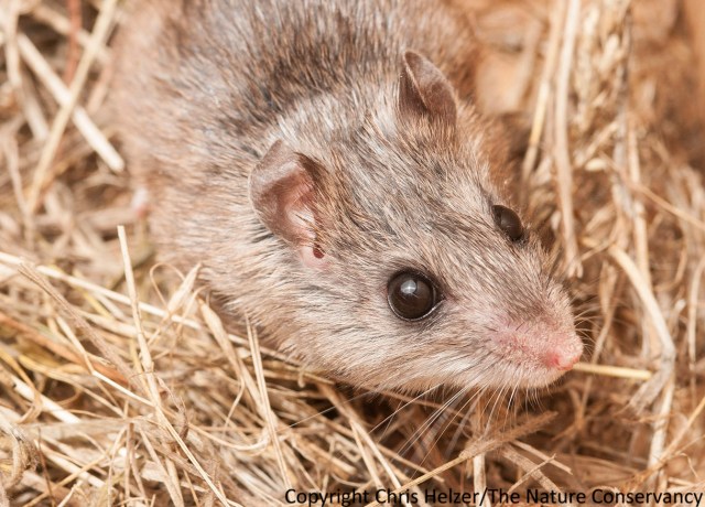 Hubbard Fellowship Post – Grasshopper Mice | The Prairie Ecologist
