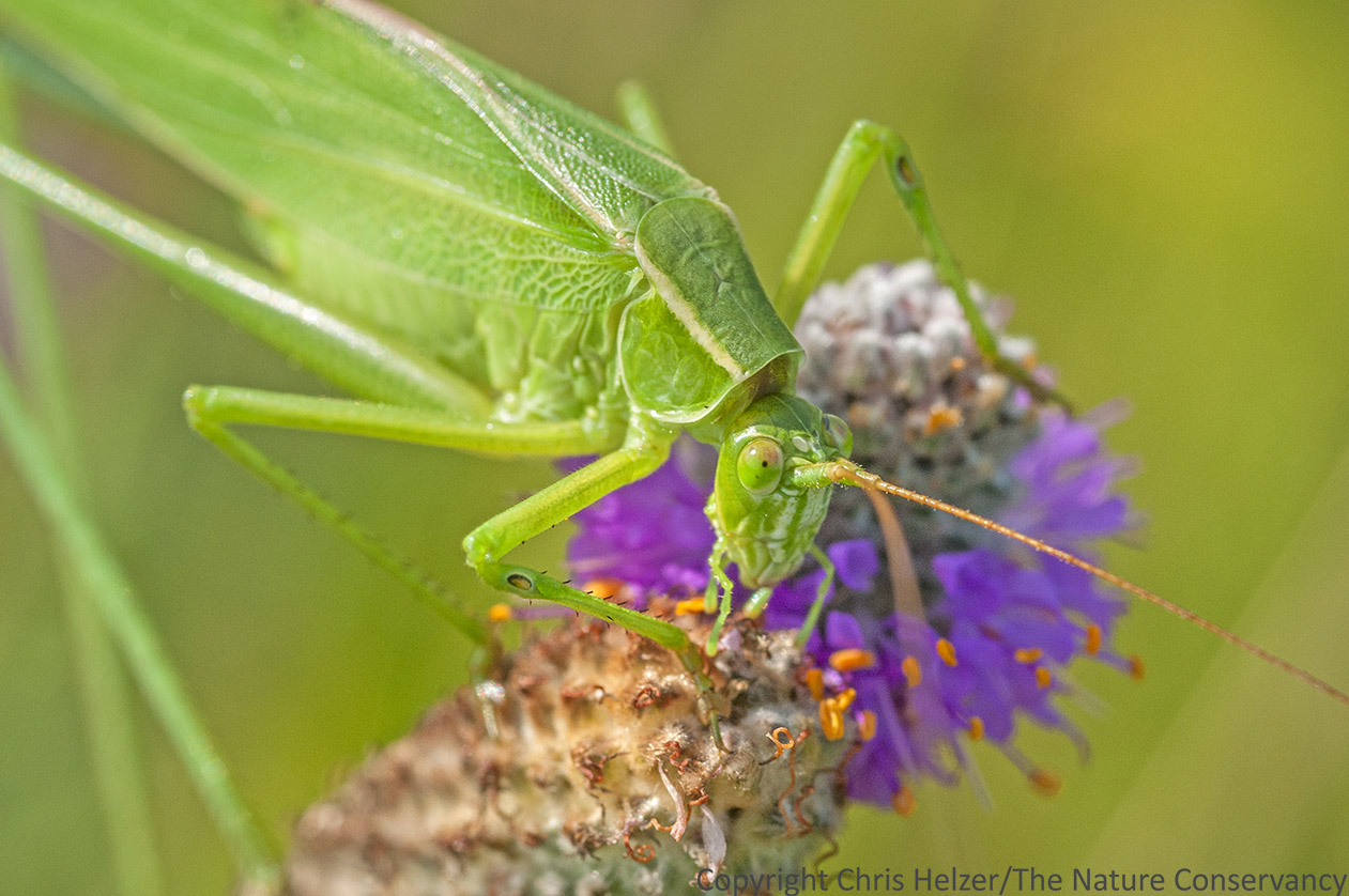 Favorite Photos From 2014 | The Prairie Ecologist