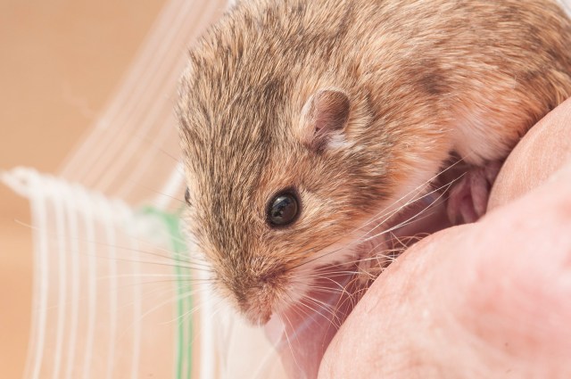 Hubbard Fellowship Blog – Plains Pocket Mouse | The Prairie Ecologist