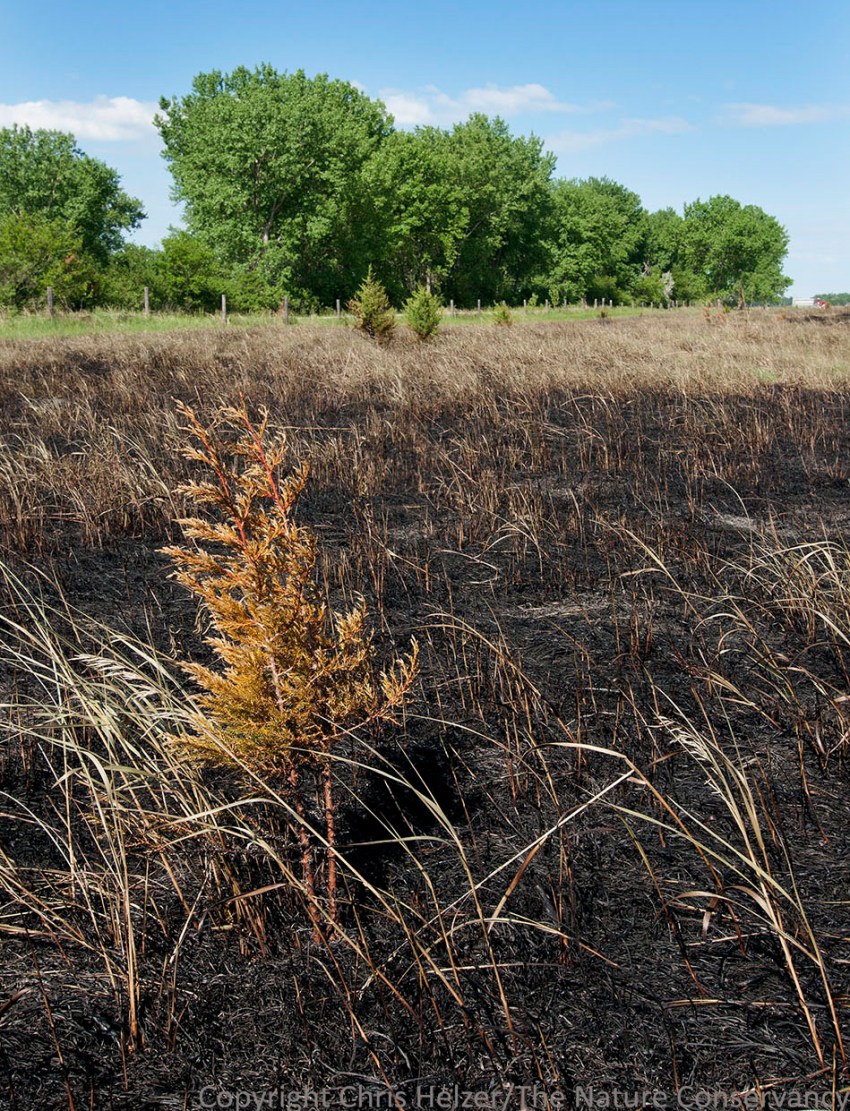 What’s the Best Time to Burn? | The Prairie Ecologist