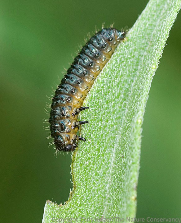 Pretty but Powerful | The Prairie Ecologist